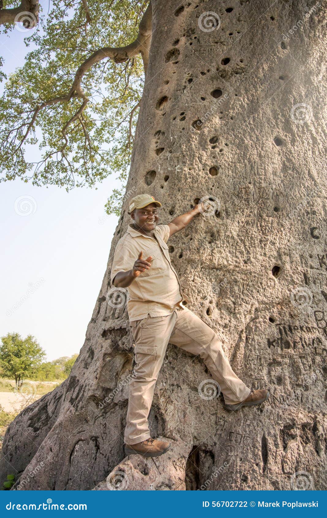 Baobab tree in Botswana. editorial photography. Image of botswana ...