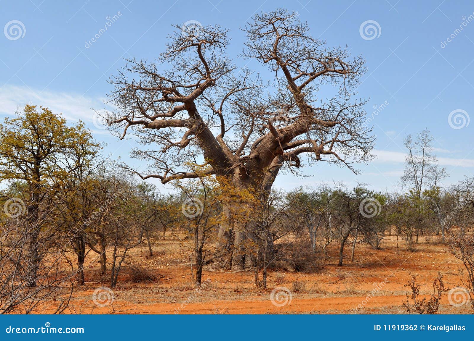 Baobab Tree and Brick Colored Soil,Limpopo,S. a Stock Photo - Image of ...