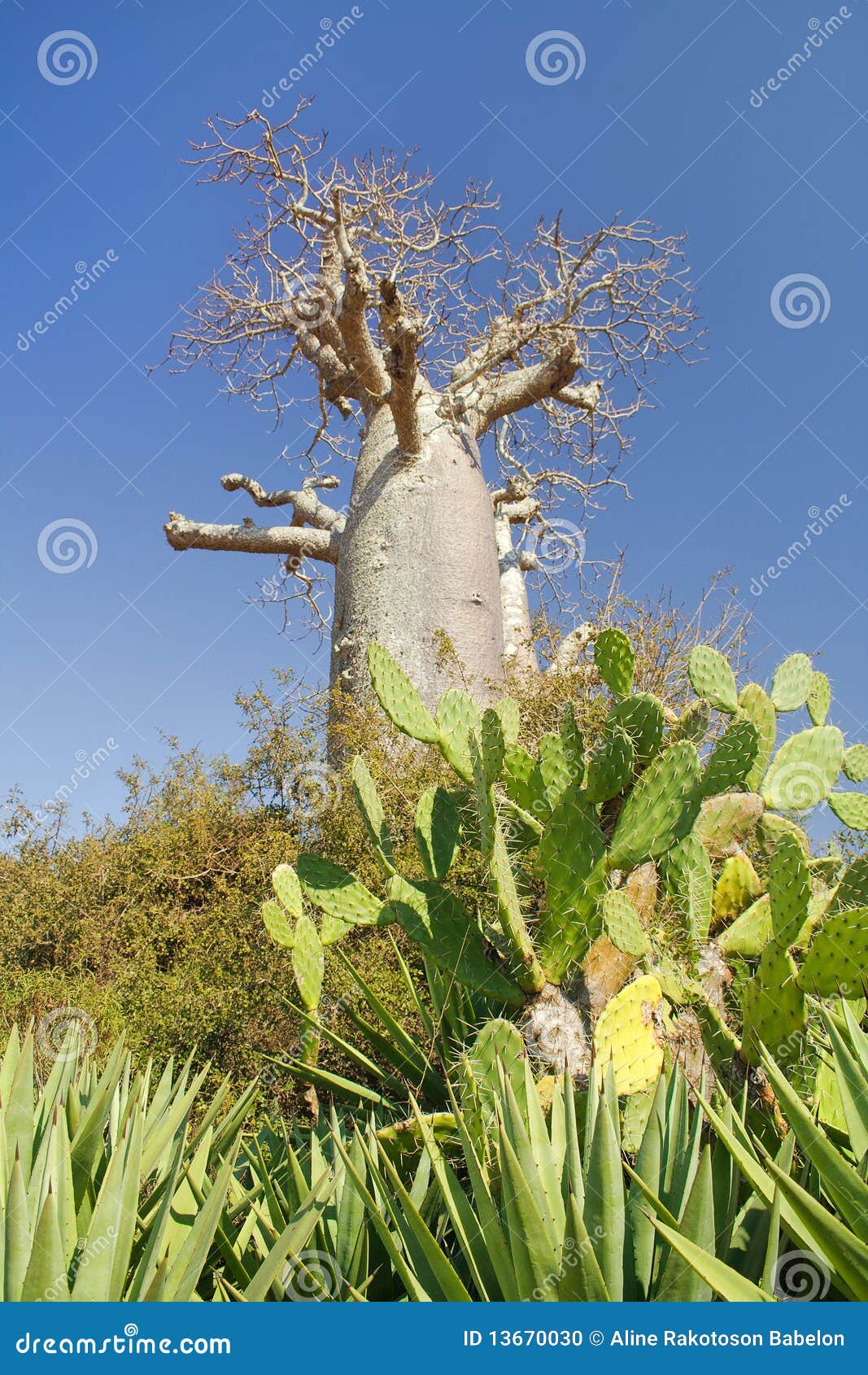 Baobab tree and cactus stock photo. Image of cactus, tree - 13670030