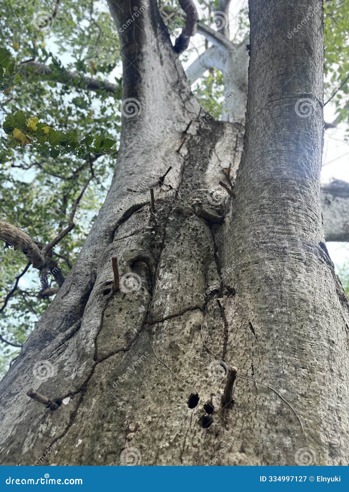 Baobab Tree close up stock image. Image of baobab, fruit - 334997127