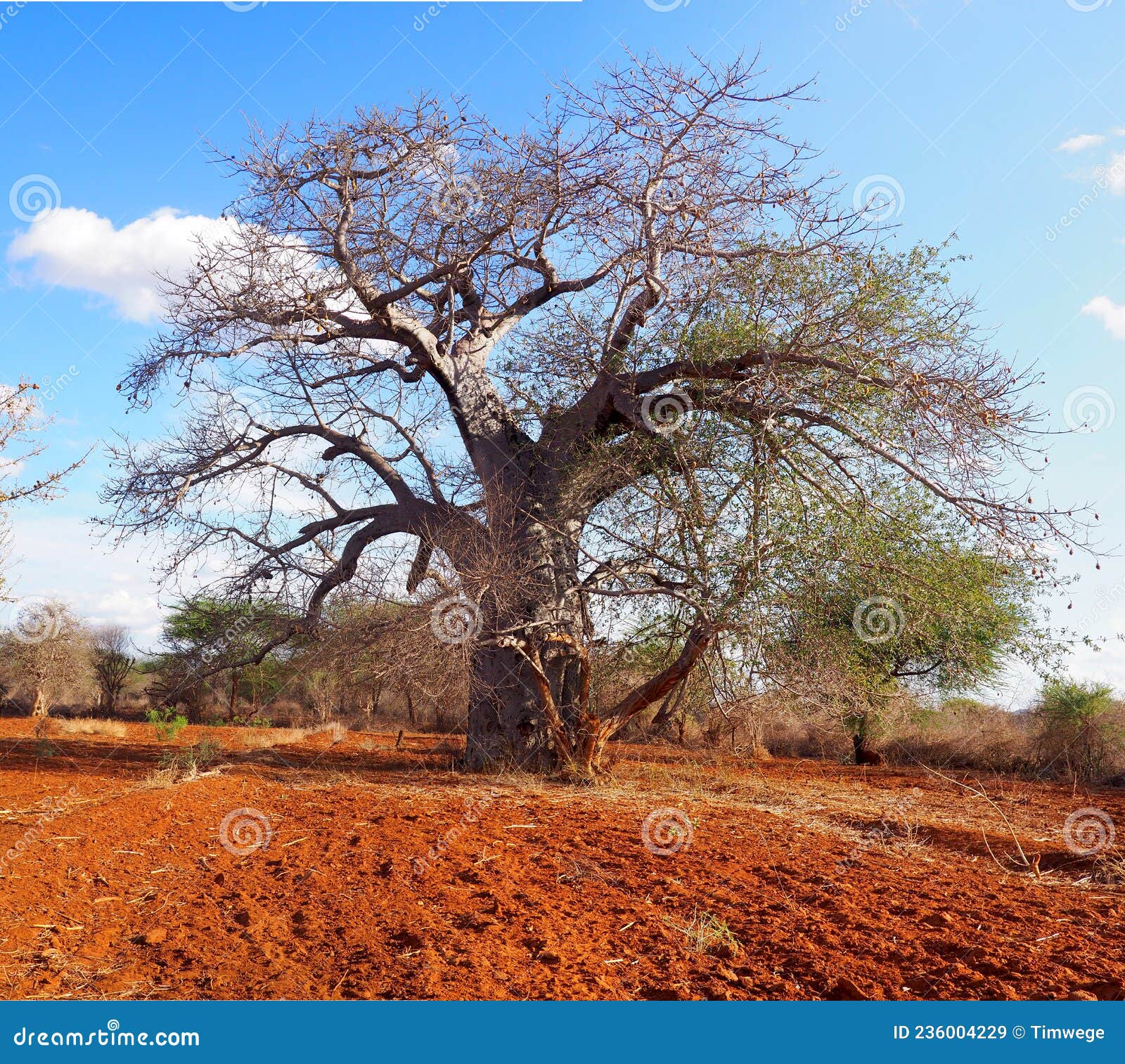 Baobab Tree in a Dry African Landscape Stock Image - Image of shape ...