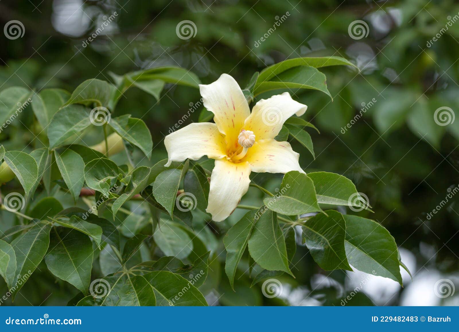 Baobab tree flower stock image. Image of tropical, white - 229482483