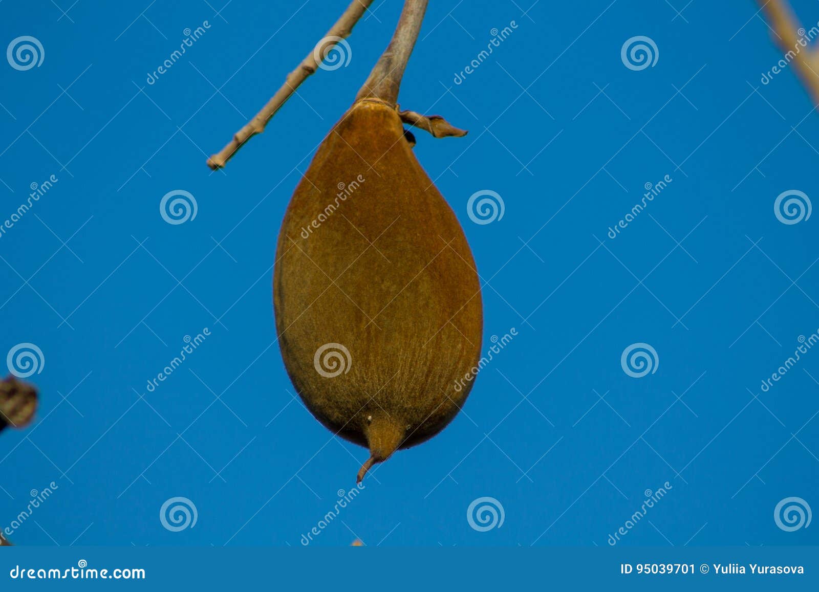 Baobab fruit stock image. Image of season, branch, ancient - 95039701