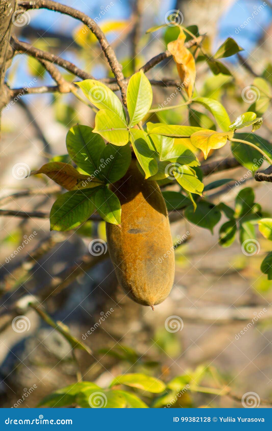 Baobab fruit stock photo. Image of dried, large, africa - 99382128