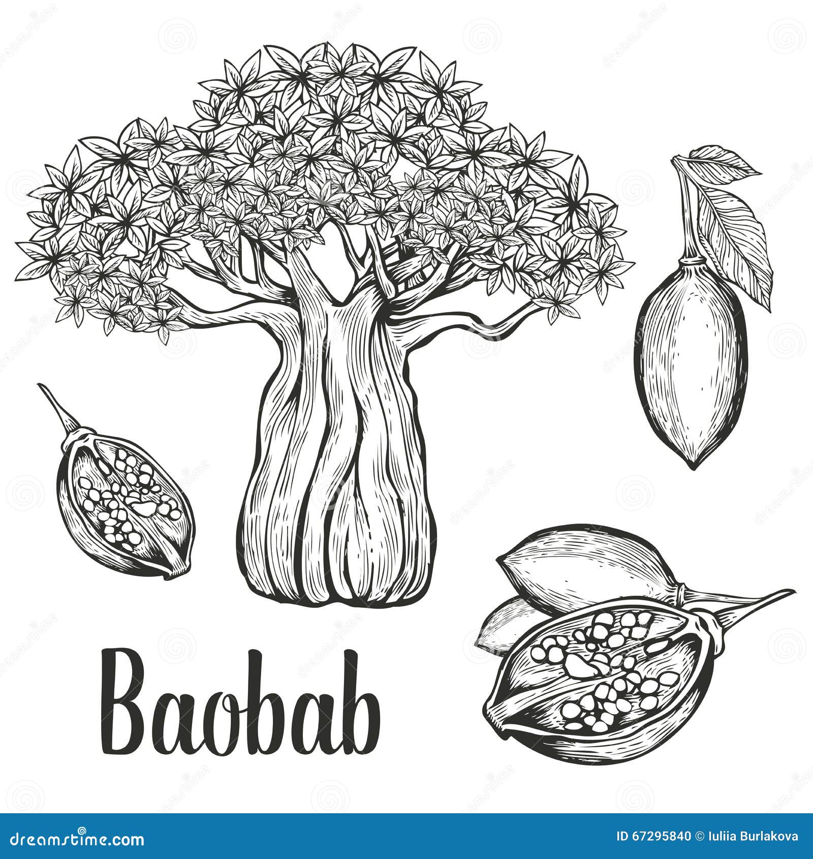 Baobab Tree, Fruit, Leaf, Nut Engraving Vintage Set. Hand Drawn Sketch ...