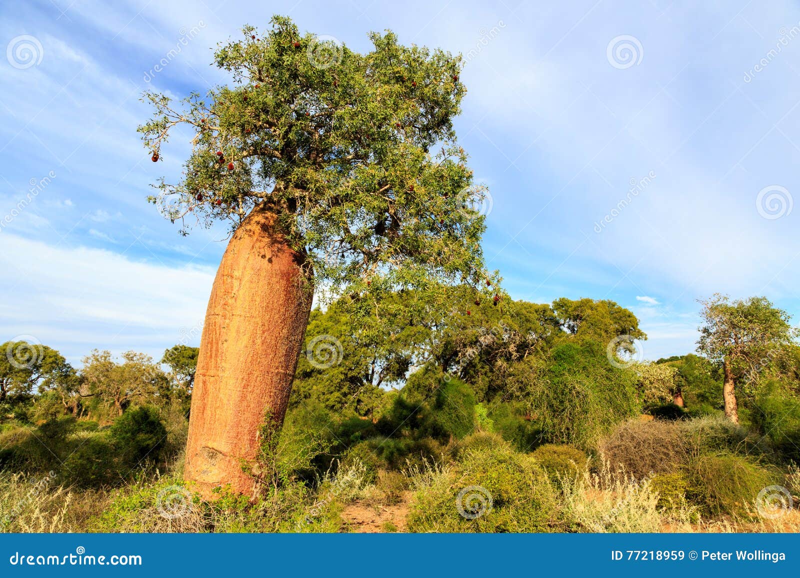 Baobab Tree with Fruit and Leaves in an African Landscape Stock Image ...