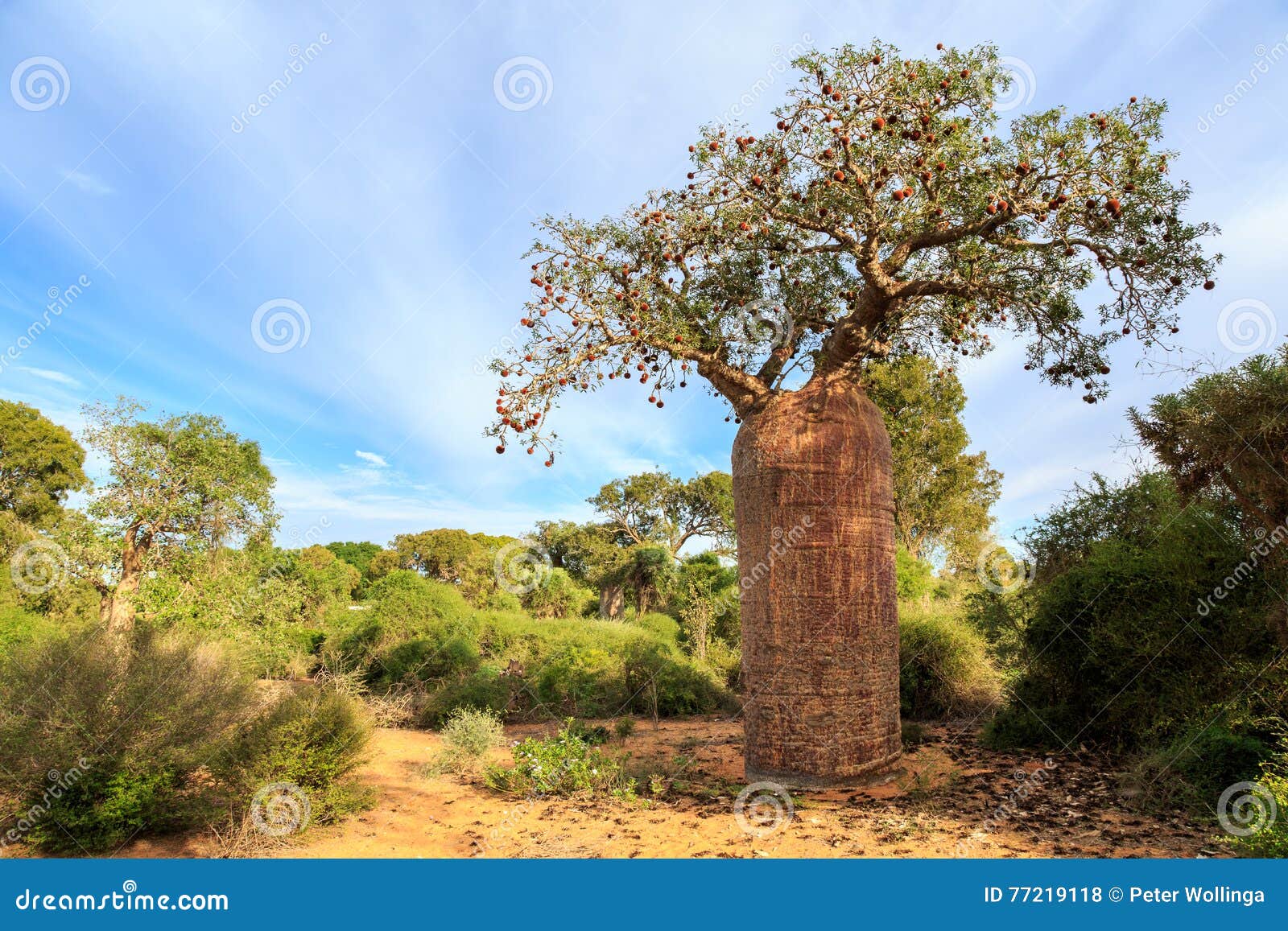 Baobab Tree with Fruit and Leaves in an African Landscape Stock Photo ...