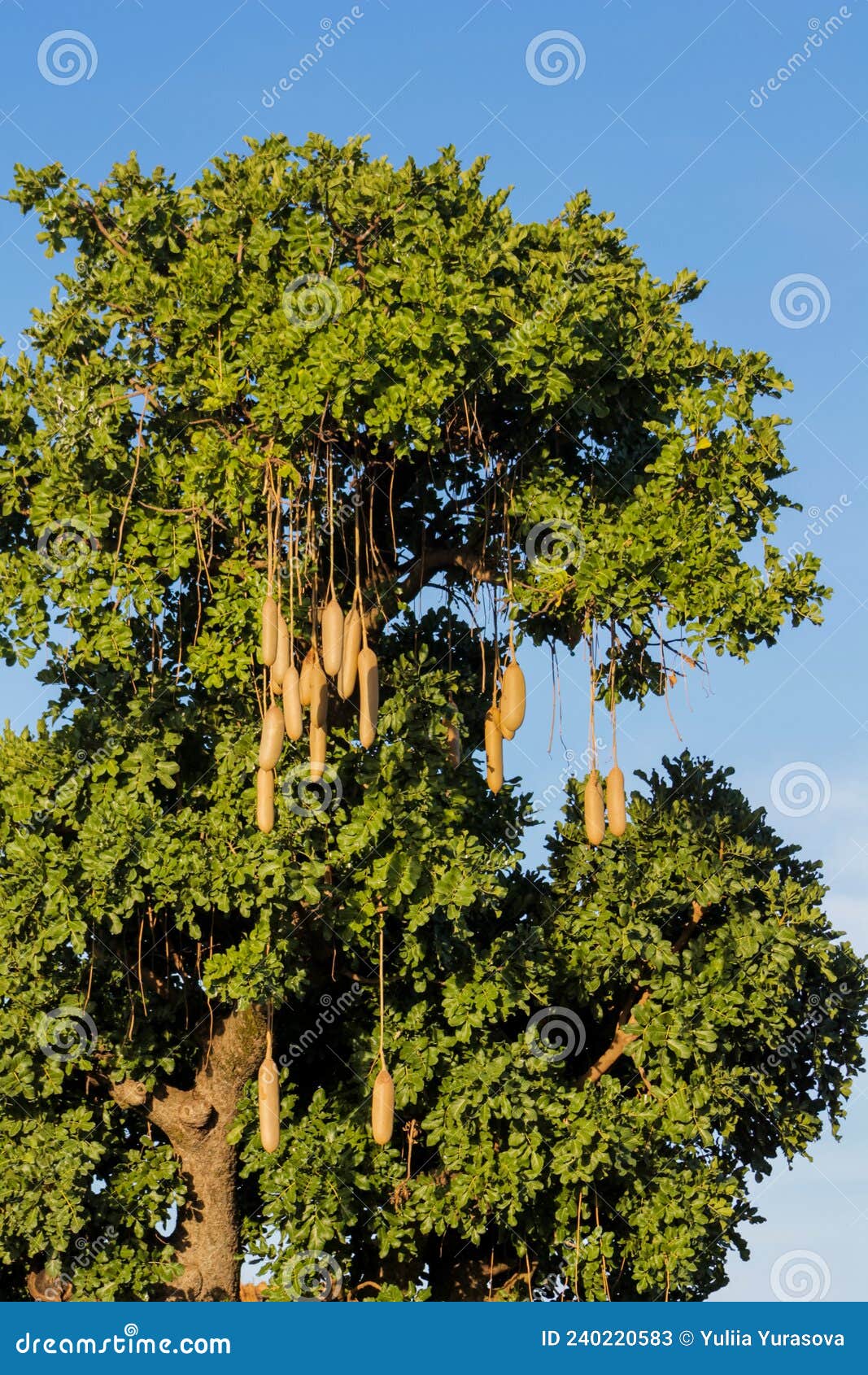 Baobab Tree with Fruits in Africa Stock Image - Image of kenya, large ...