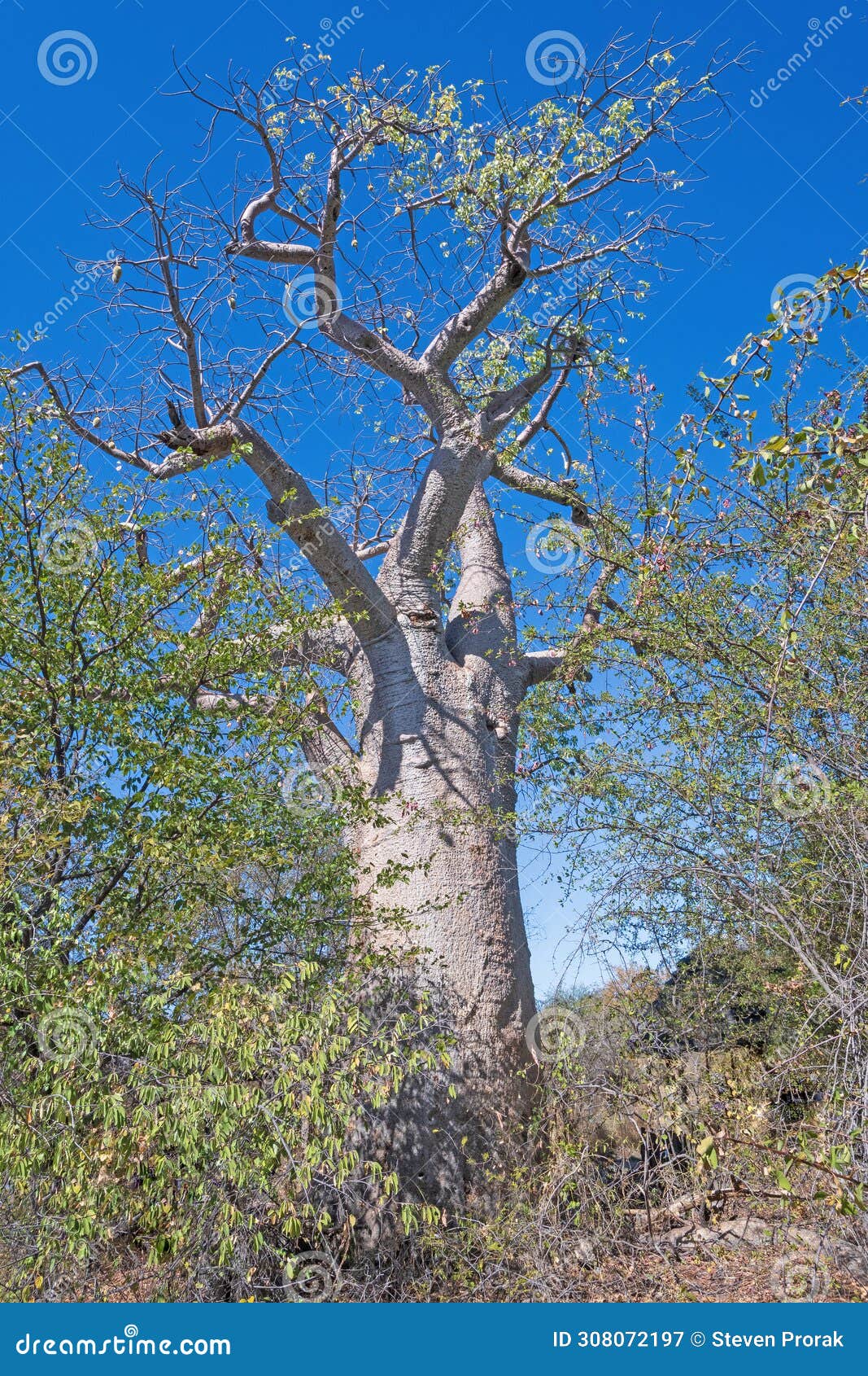 Baobab Tree Growing in the Savanna Stock Image - Image of botswana ...