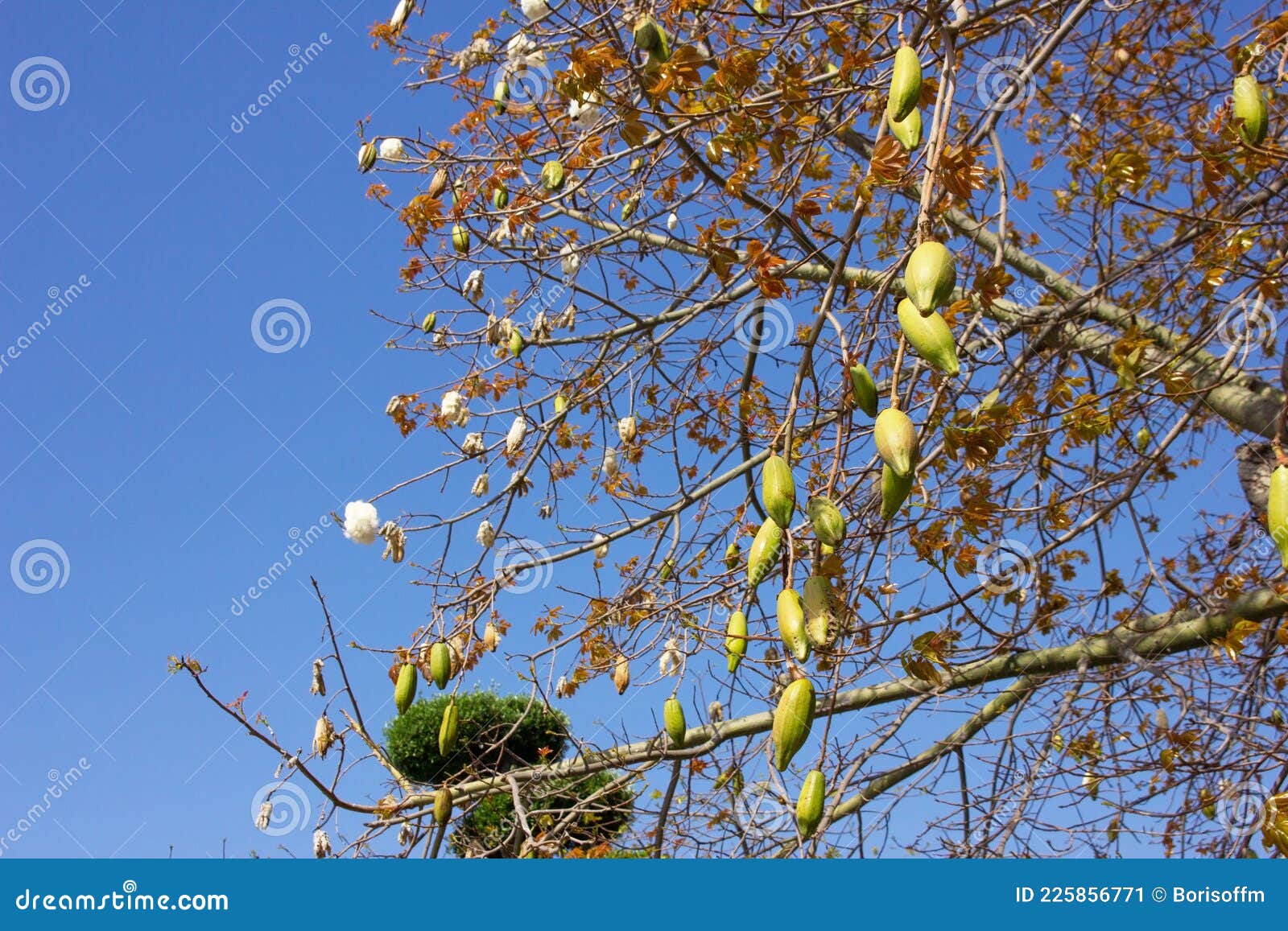 The Baobab Tree Has Borne Fruit Stock Image - Image of outdoor, pulp ...