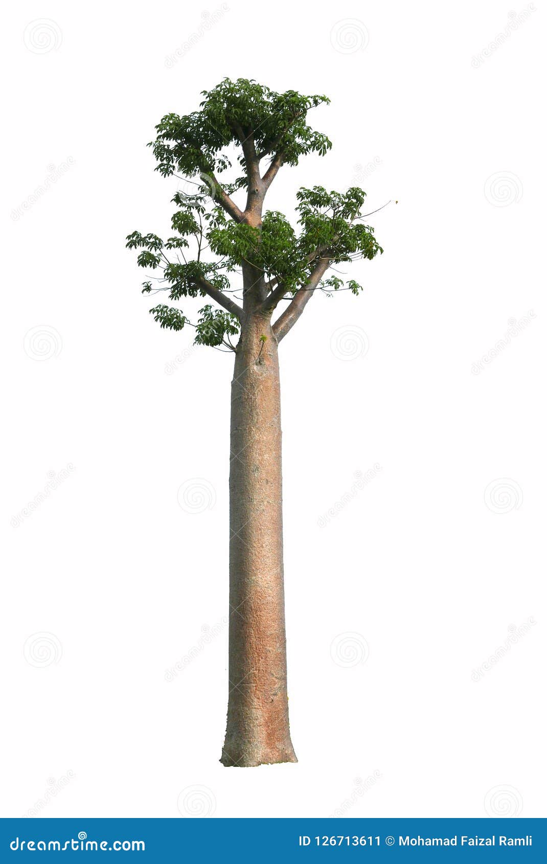 Baobab Tree Isolated on White Background Stock Image - Image of tree ...
