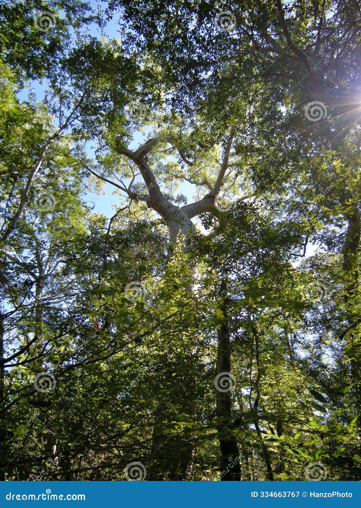 Baobab Tree in a Jungle of Morondava, Madagascar Stock Image - Image of ...