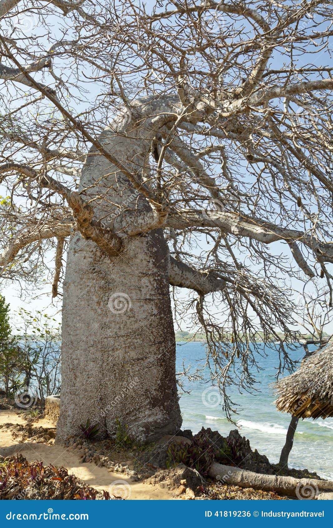 Baobab Tree in Kenya stock photo. Image of tall, destinations - 41819236
