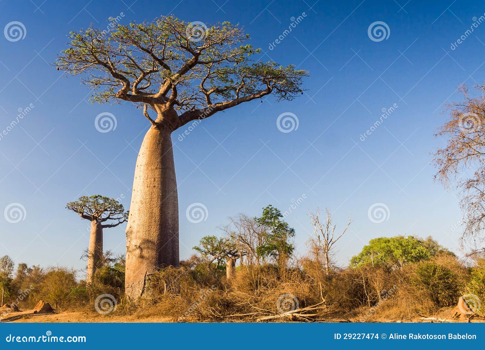 Baobab Tree In The Rift Valley, Tanzania, Stock Photography ...