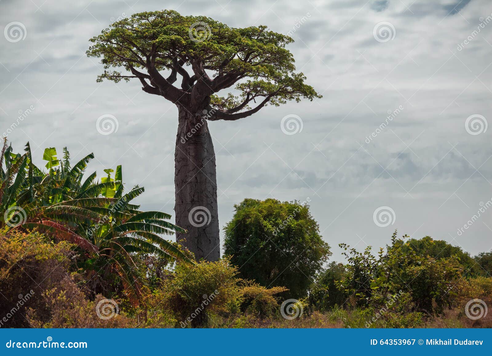 Baobab tree. Madagascar stock image. Image of summer - 64353967
