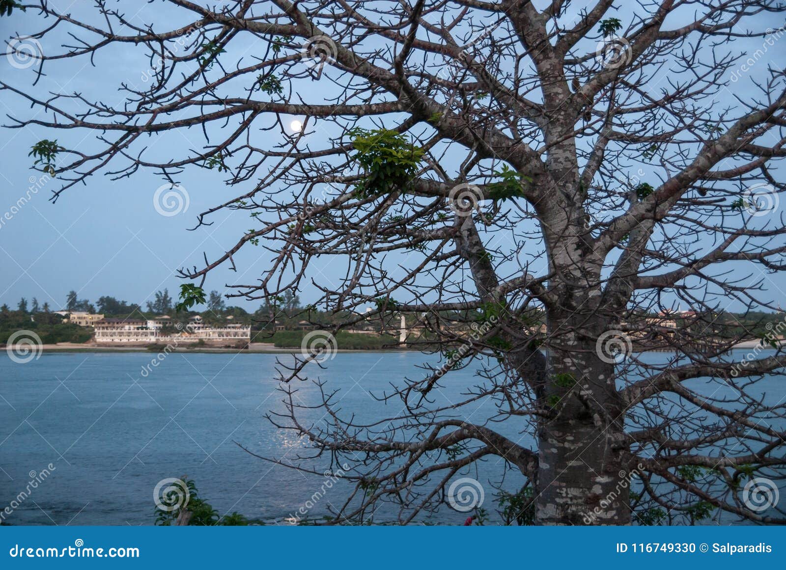 Baobab tree in Mombasa stock photo. Image of view, african - 116749330