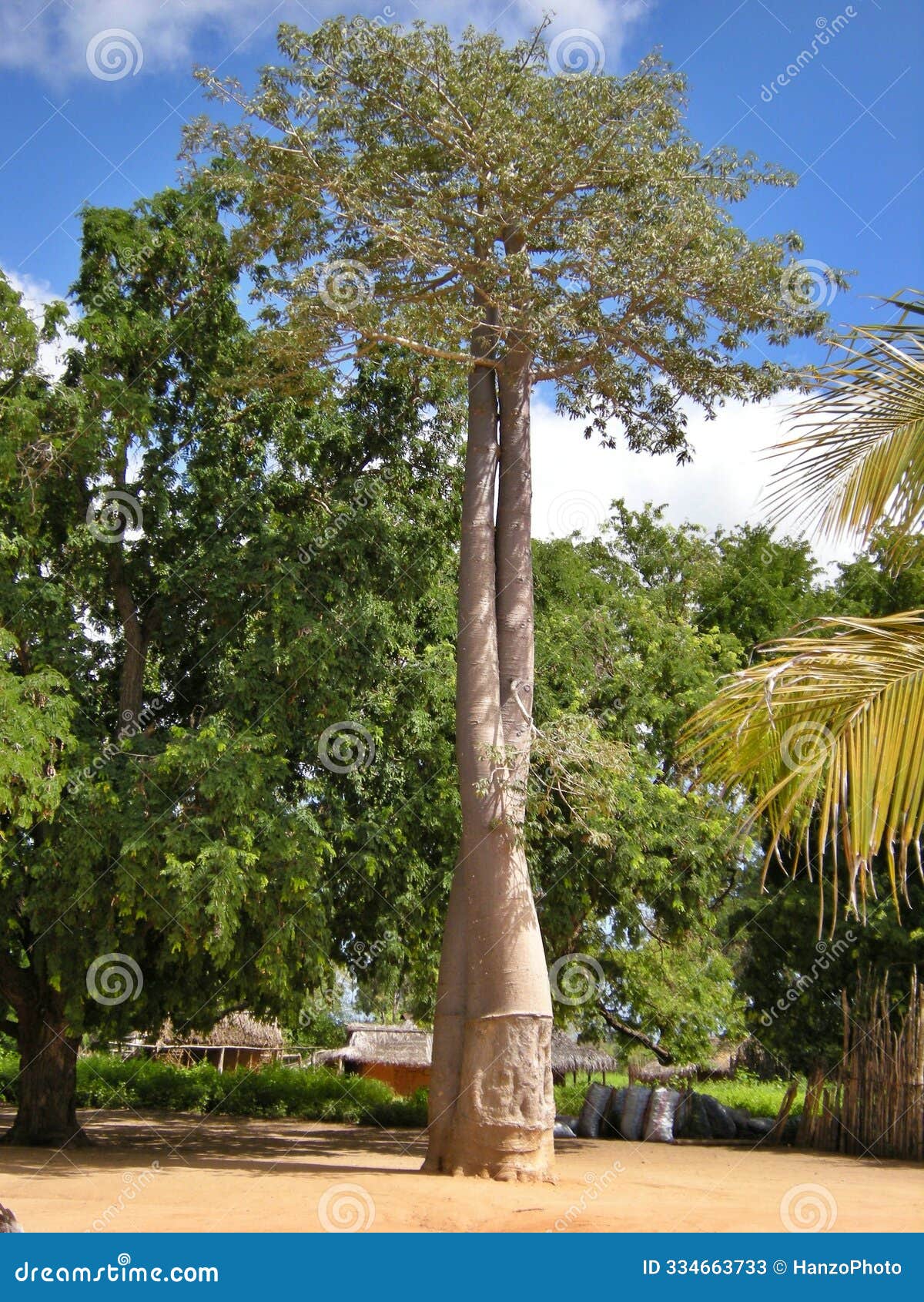 Baobab Tree in Morondava, Madagascar Stock Image - Image of plant ...