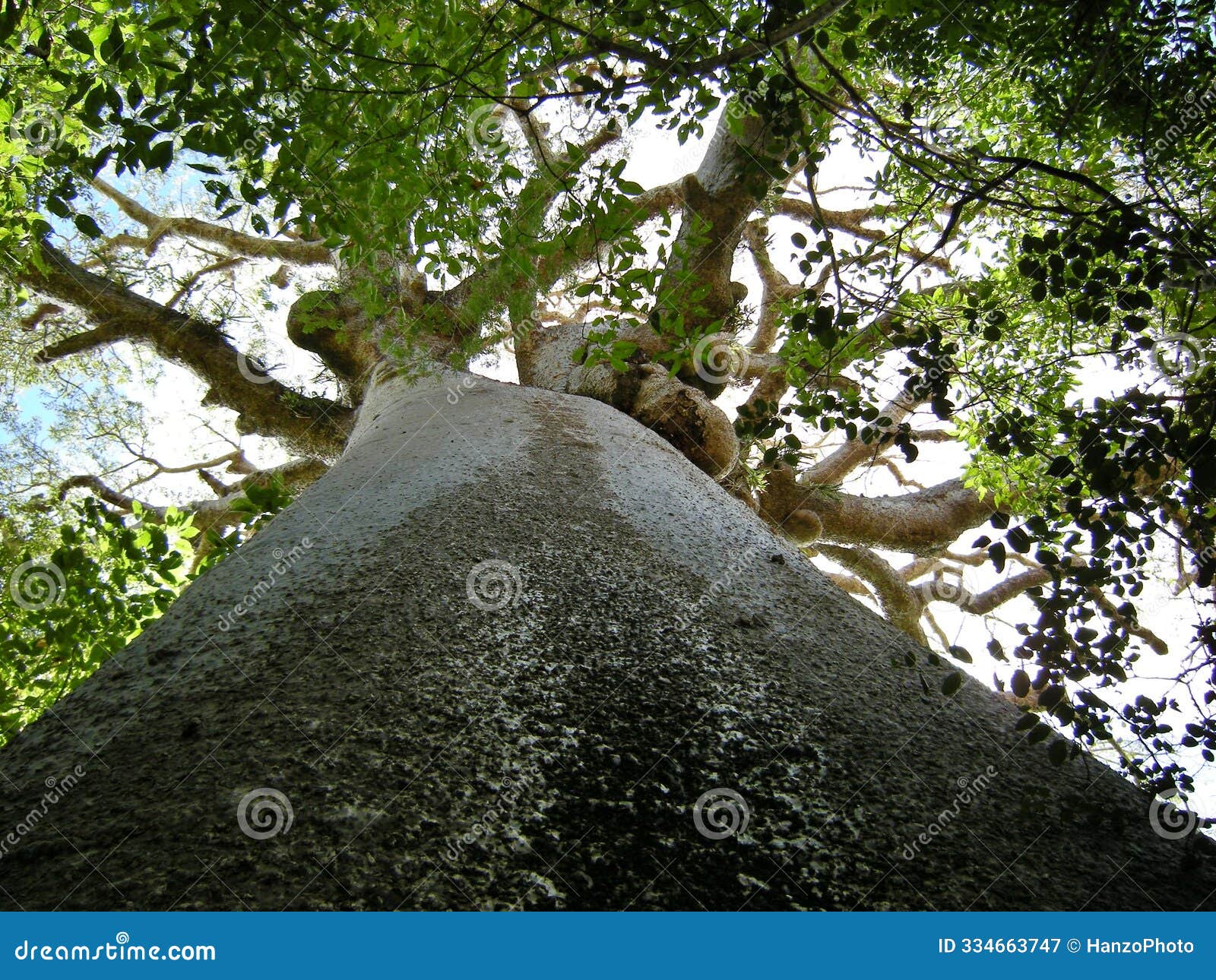 Baobab Tree in Morondava, Madagascar Stock Image - Image of blue, plant ...
