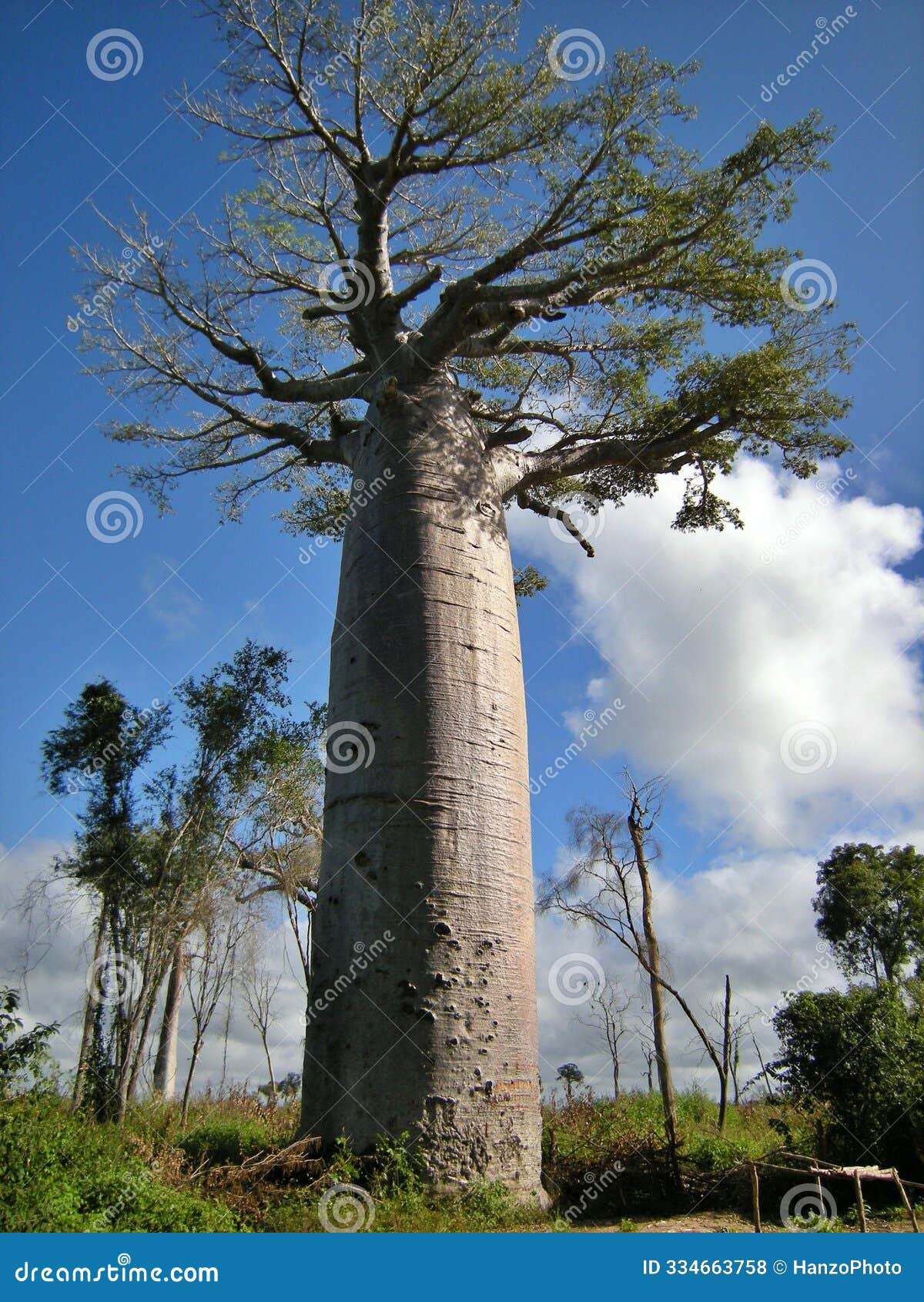 Baobab Tree in Morondava, Madagascar Stock Photo - Image of trees ...