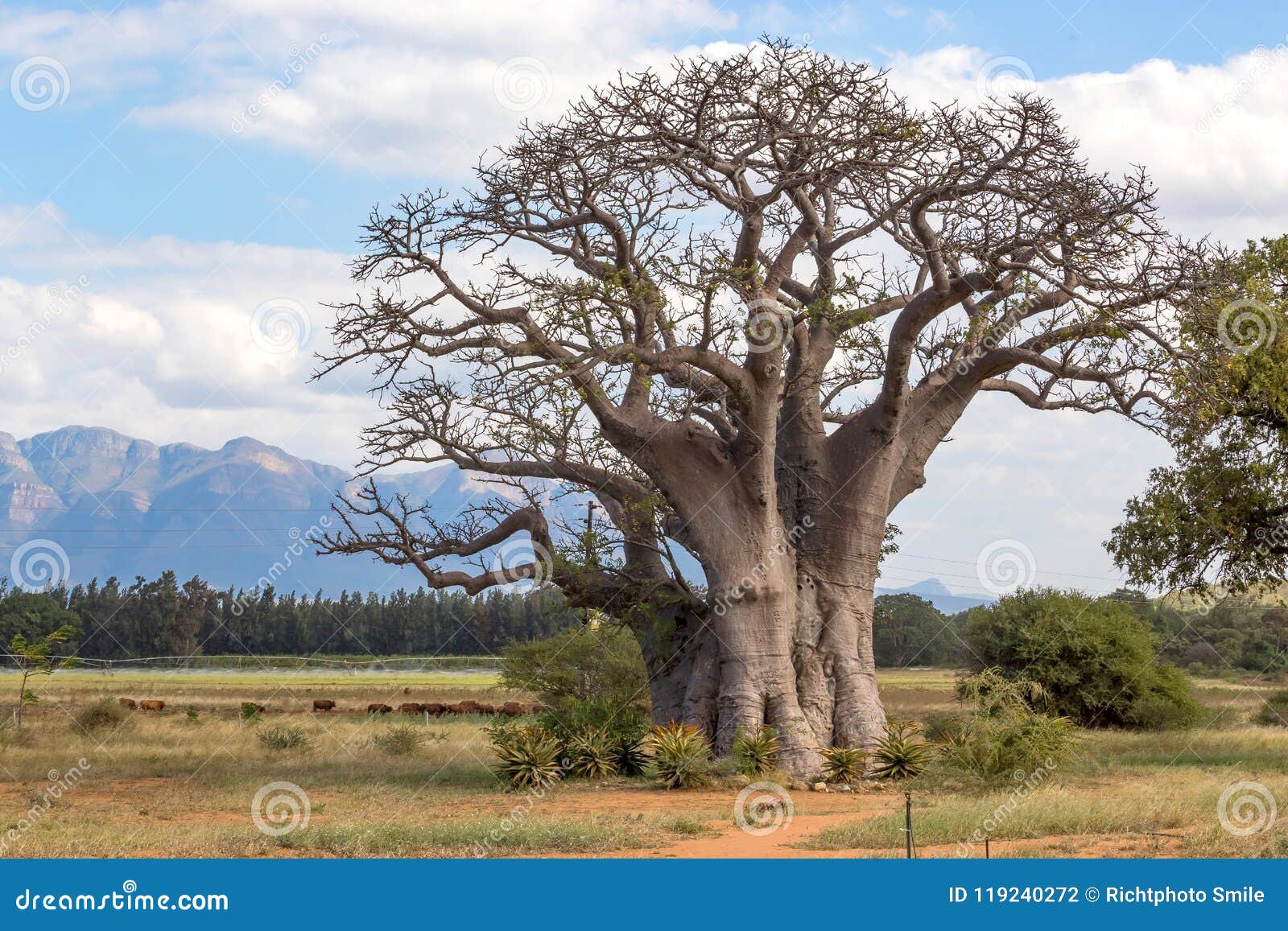 Baobab tree in Africa. stock photo. Image of grass, blue - 119240272