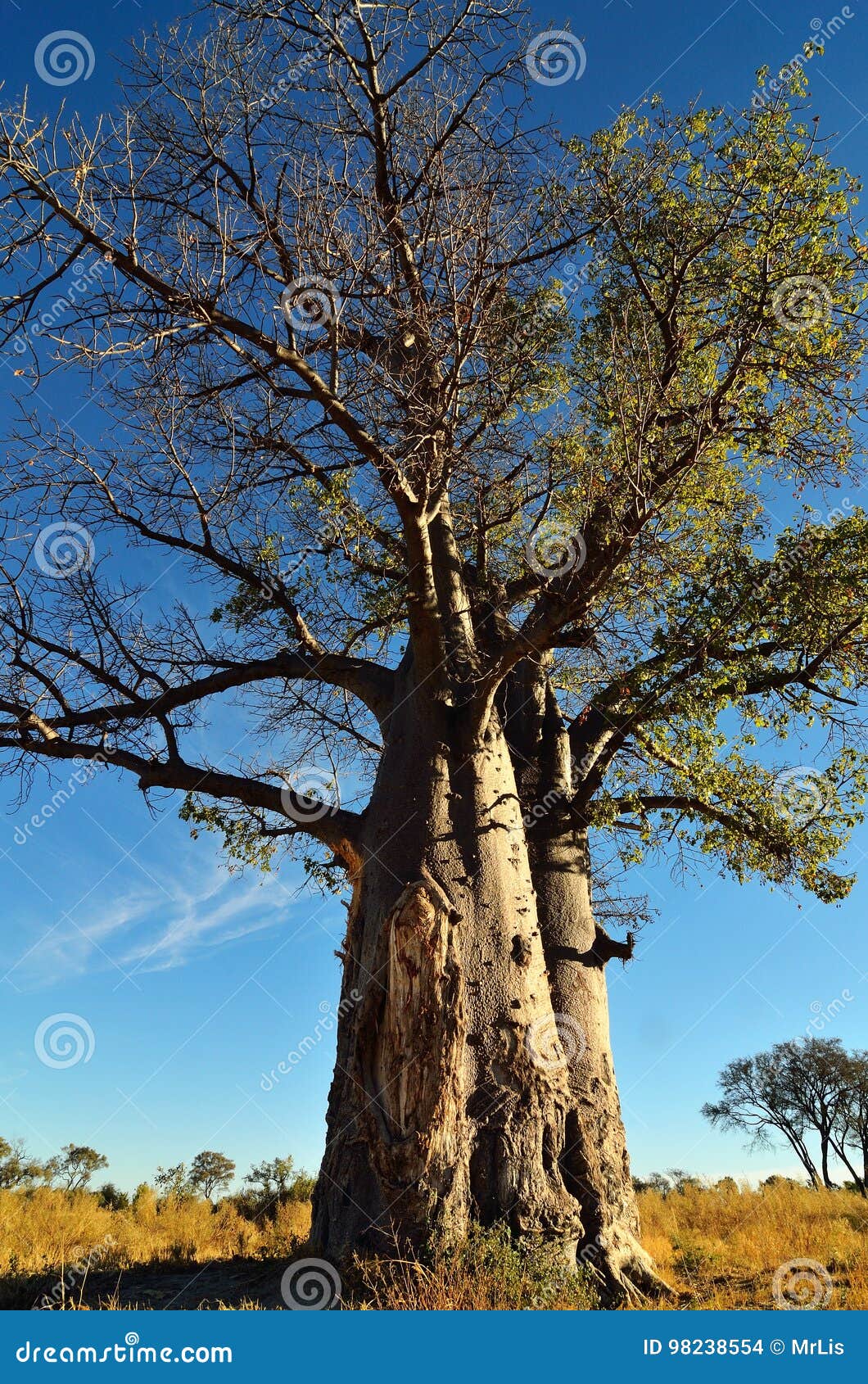 Baobab Tree in the Okavango Delta, Botswana Stock Photo - Image of ...