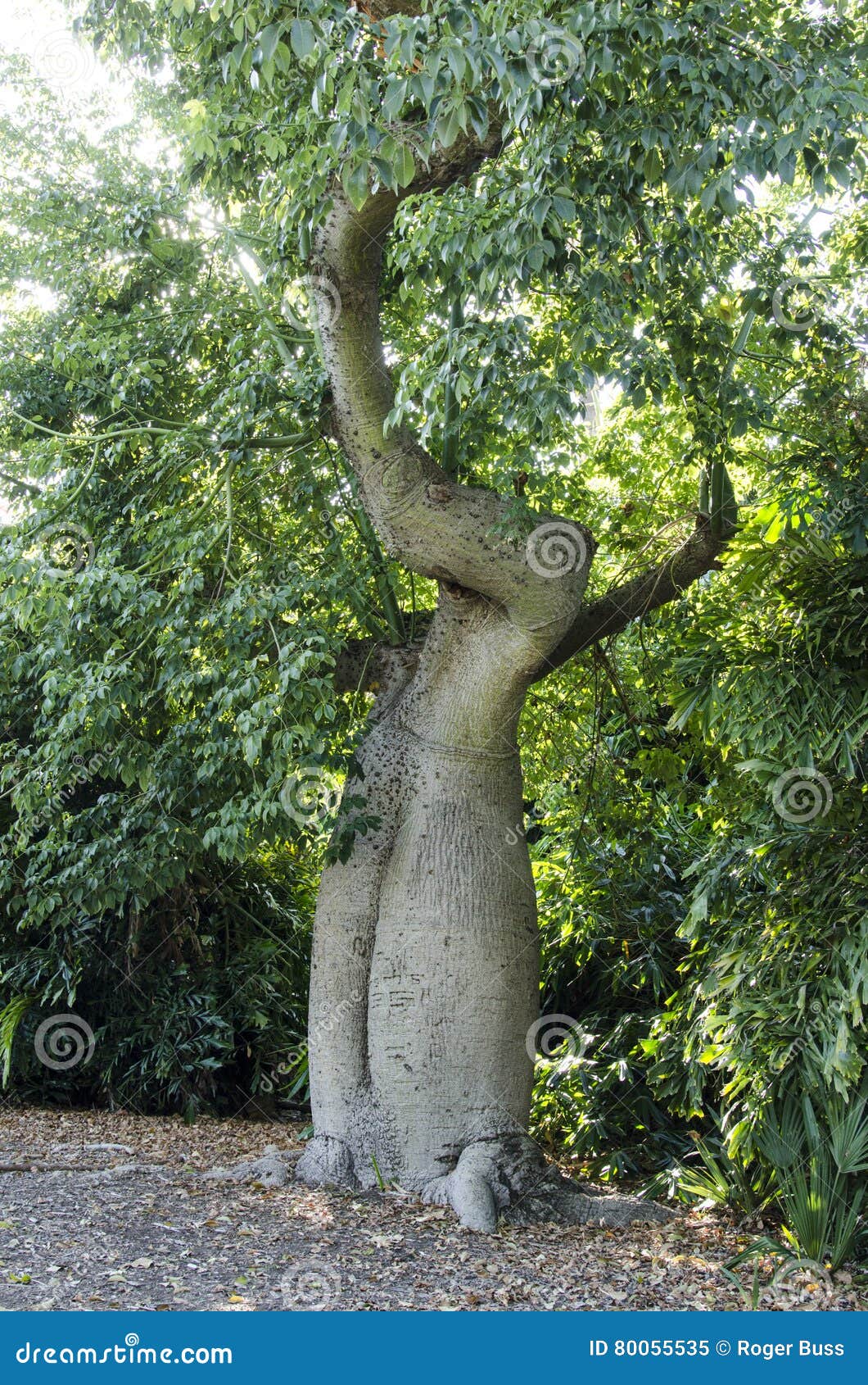 Baobab Tree stock image. Image of leaves, branches, beautiful - 80055535