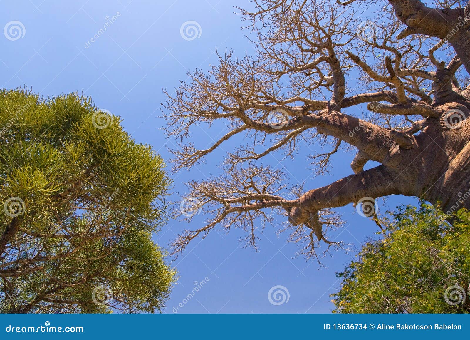Baobab tree and savanna stock photo. Image of savanna - 13636734