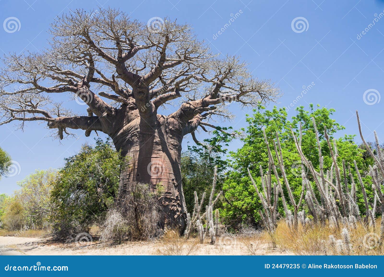 Baobab tree and savanna stock image. Image of field, african - 24479235