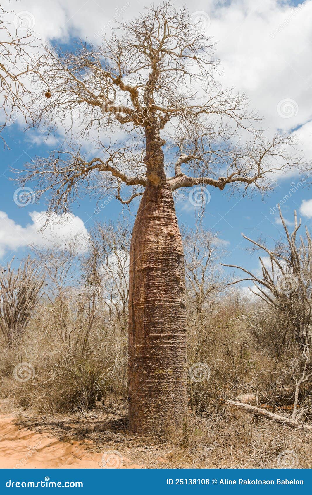 Baobab tree and savanna stock photo. Image of travel - 25138108