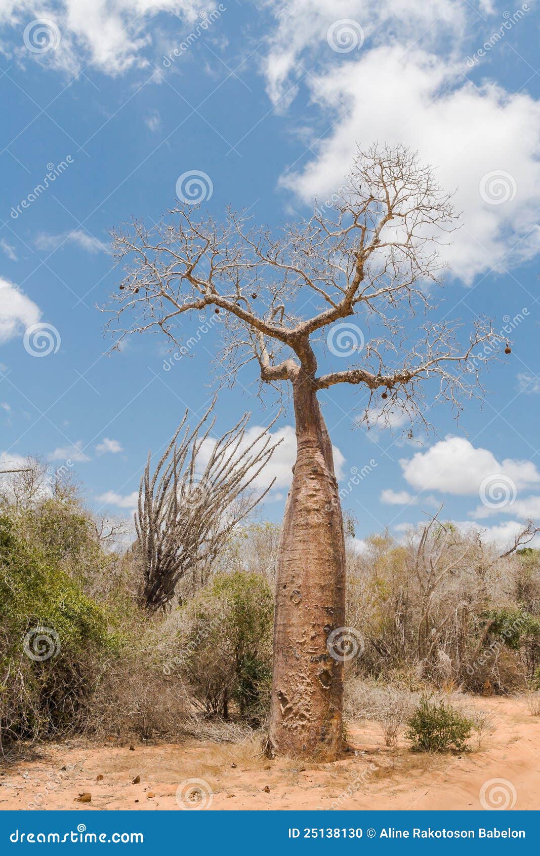 Baobab tree and savanna stock photo. Image of field, exotic - 25138130