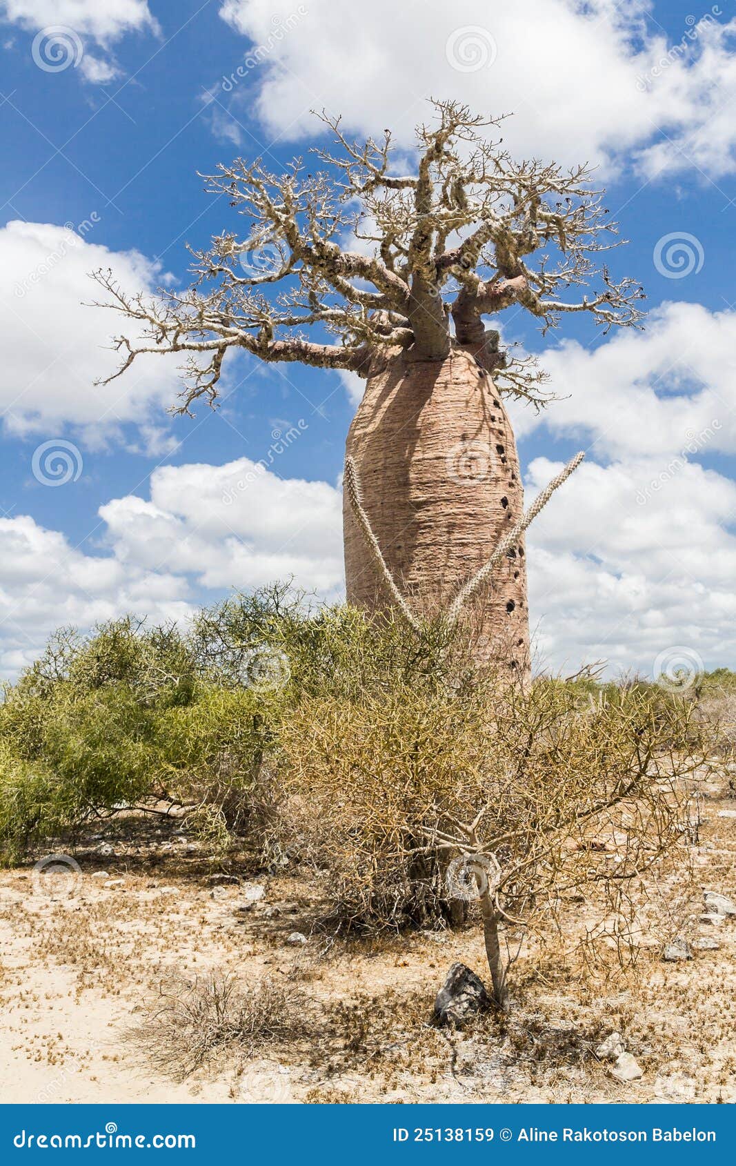 Baobab tree and savanna stock image. Image of bush, scenery - 25138159