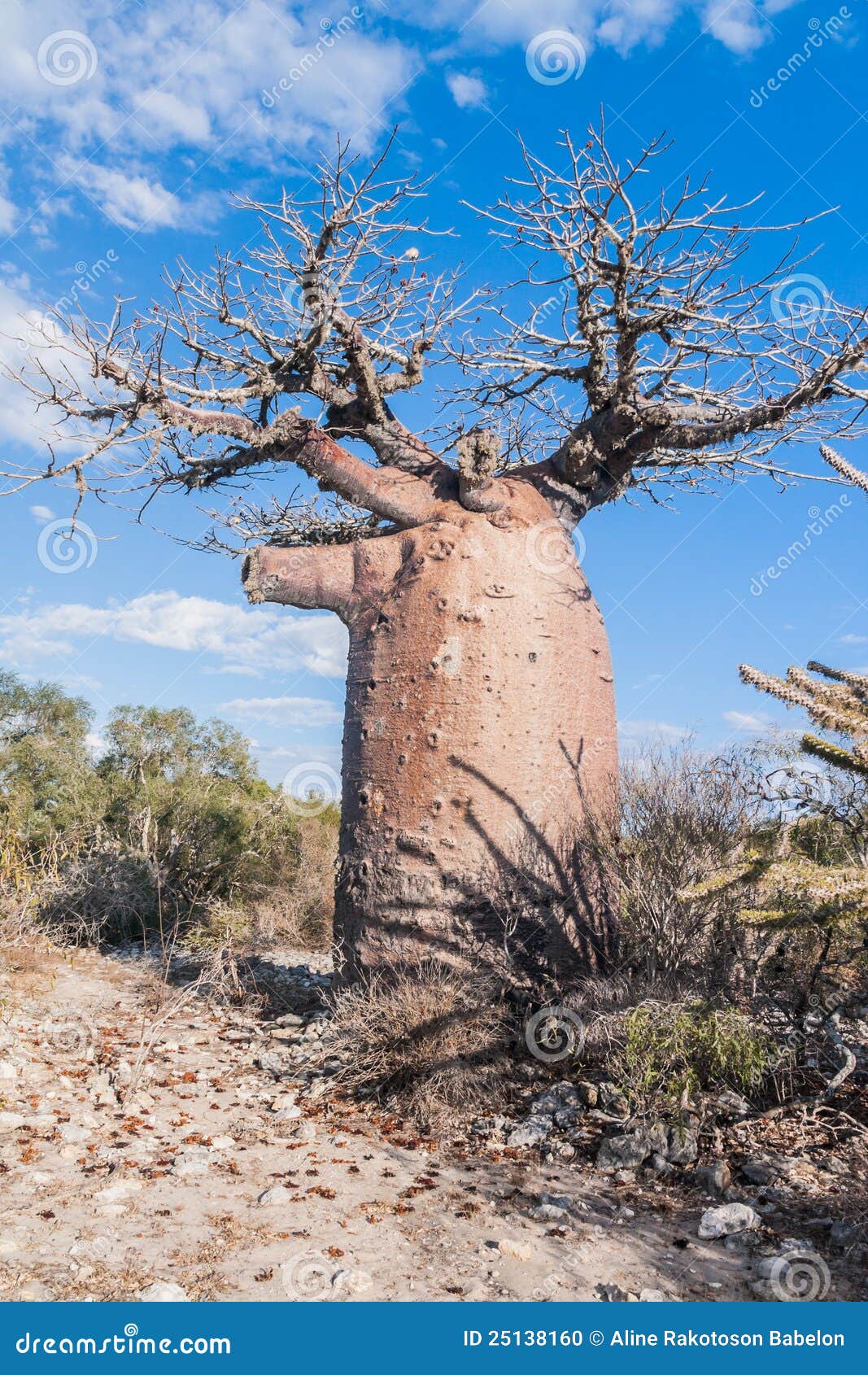 Baobab tree and savanna stock photo. Image of savanna - 25138160