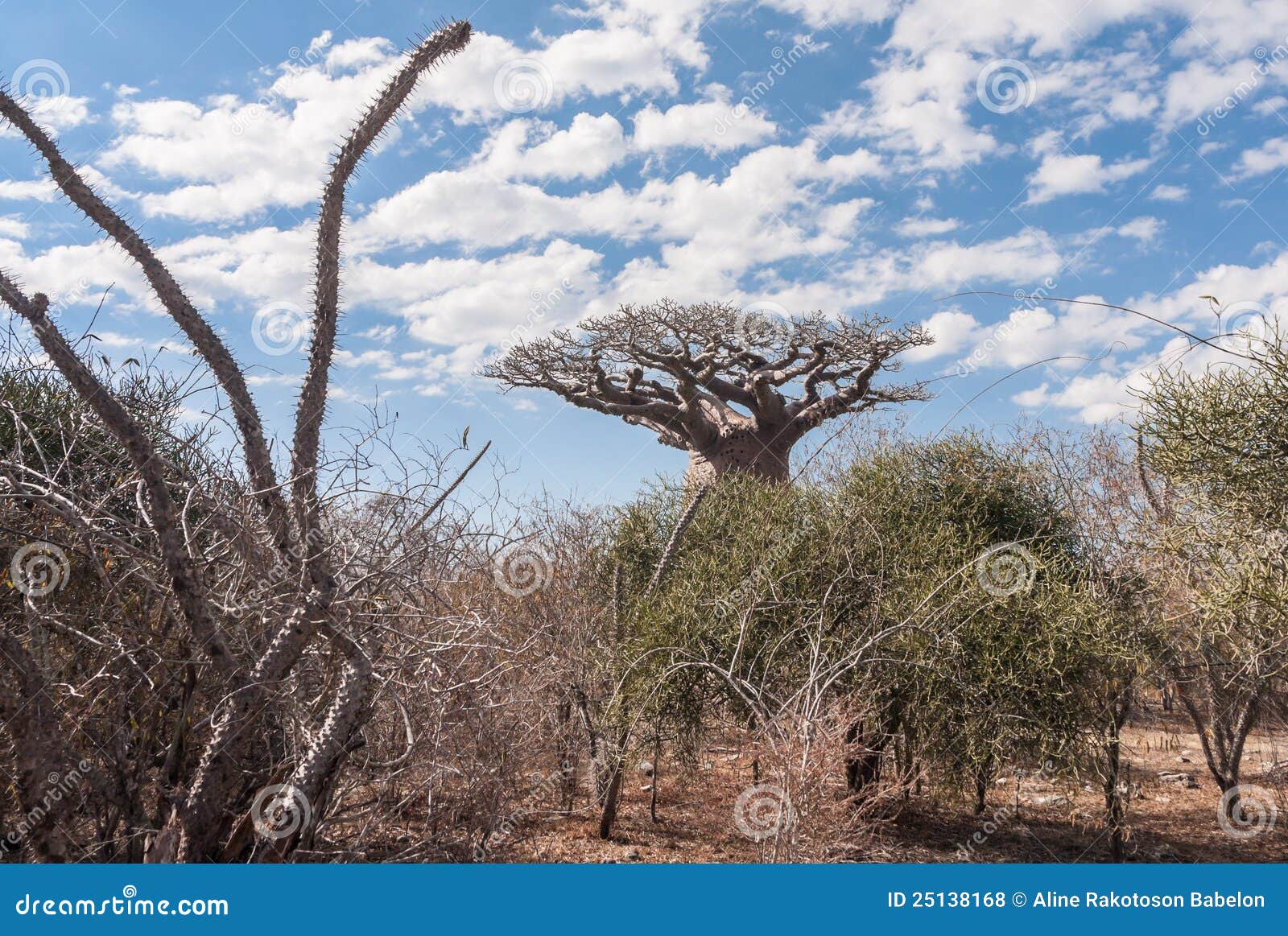 Baobab tree and savanna stock photo. Image of cloud, tall - 25138168