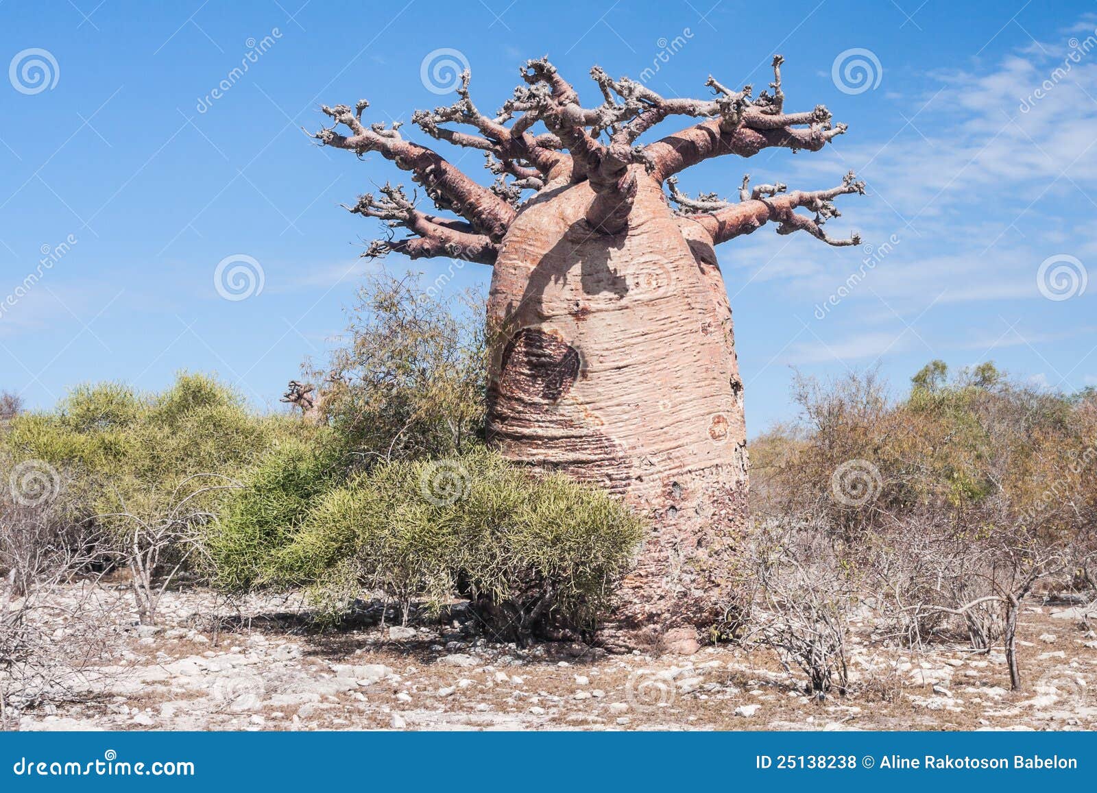 Baobab Tree And Savanna Royalty Free Stock Photos - Image: 25138238
