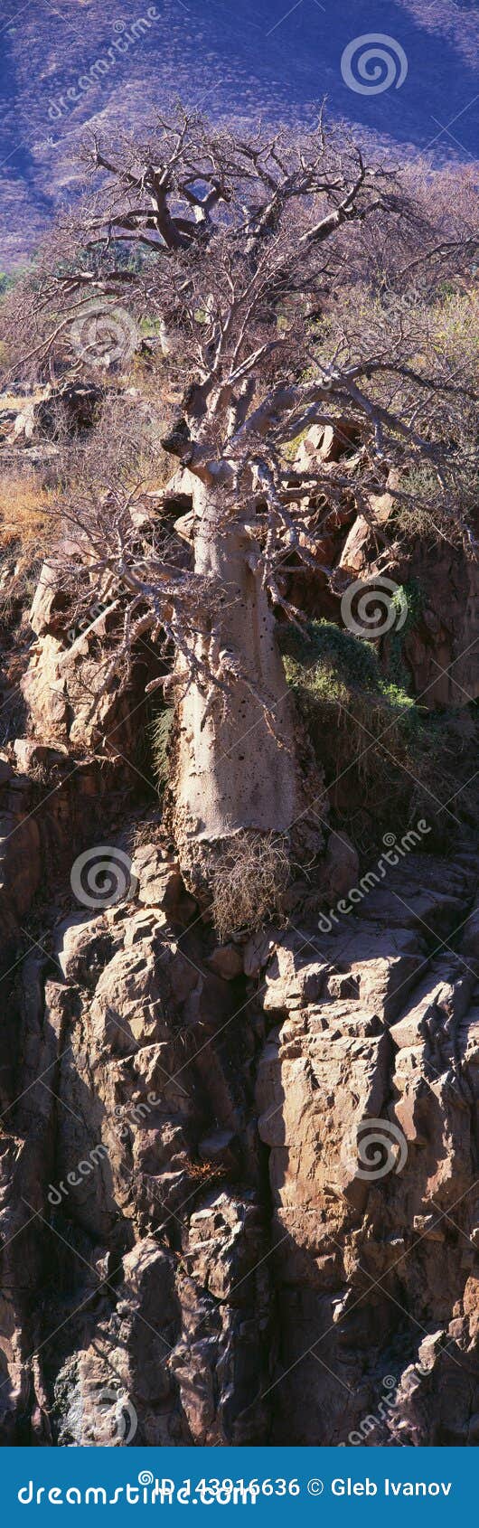 Baobab Tree in Savannah in Namibia Stock Photo - Image of wilderness ...