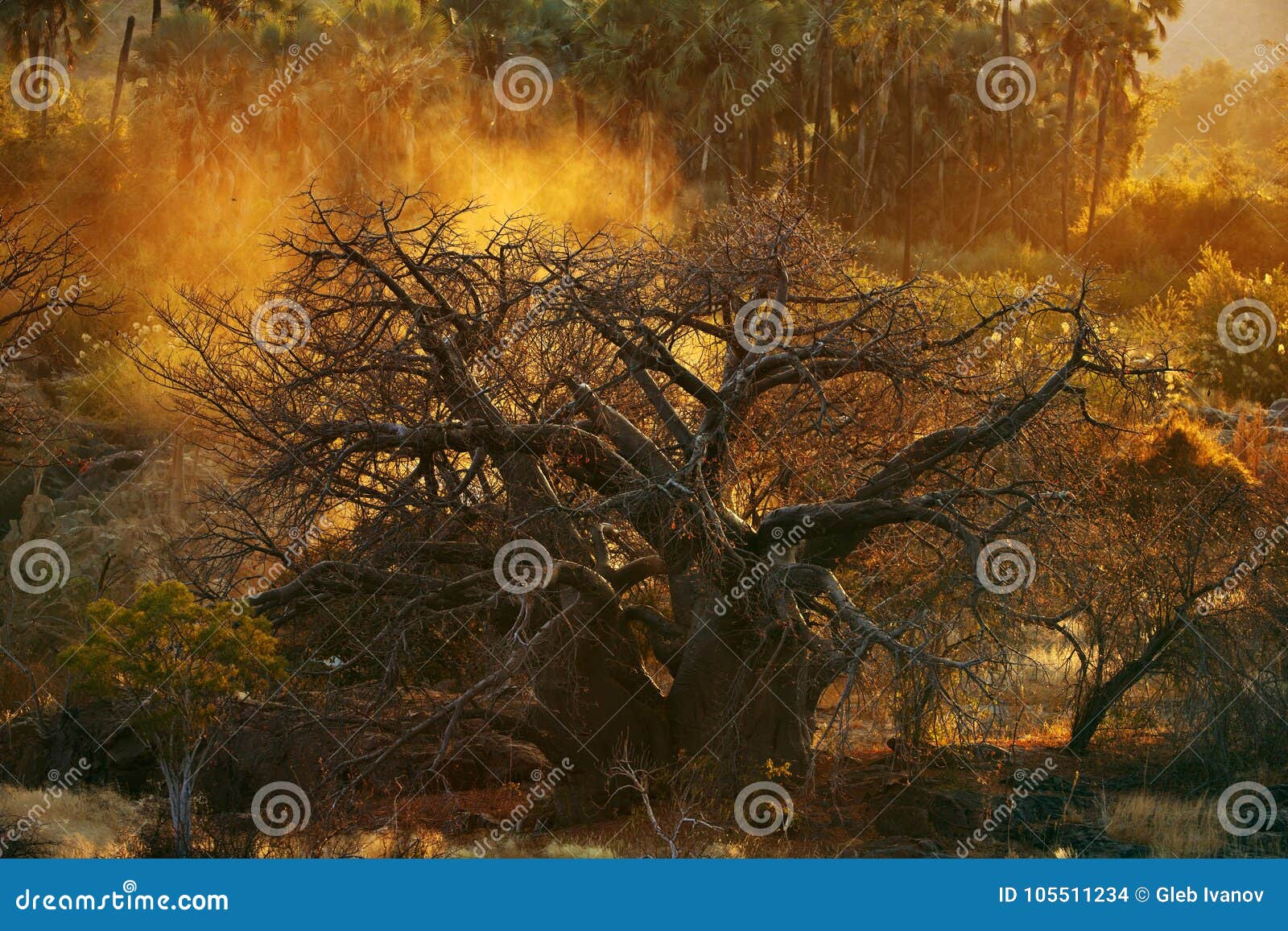 Baobab tree in namibia stock photo. Image of river, grass - 105511234