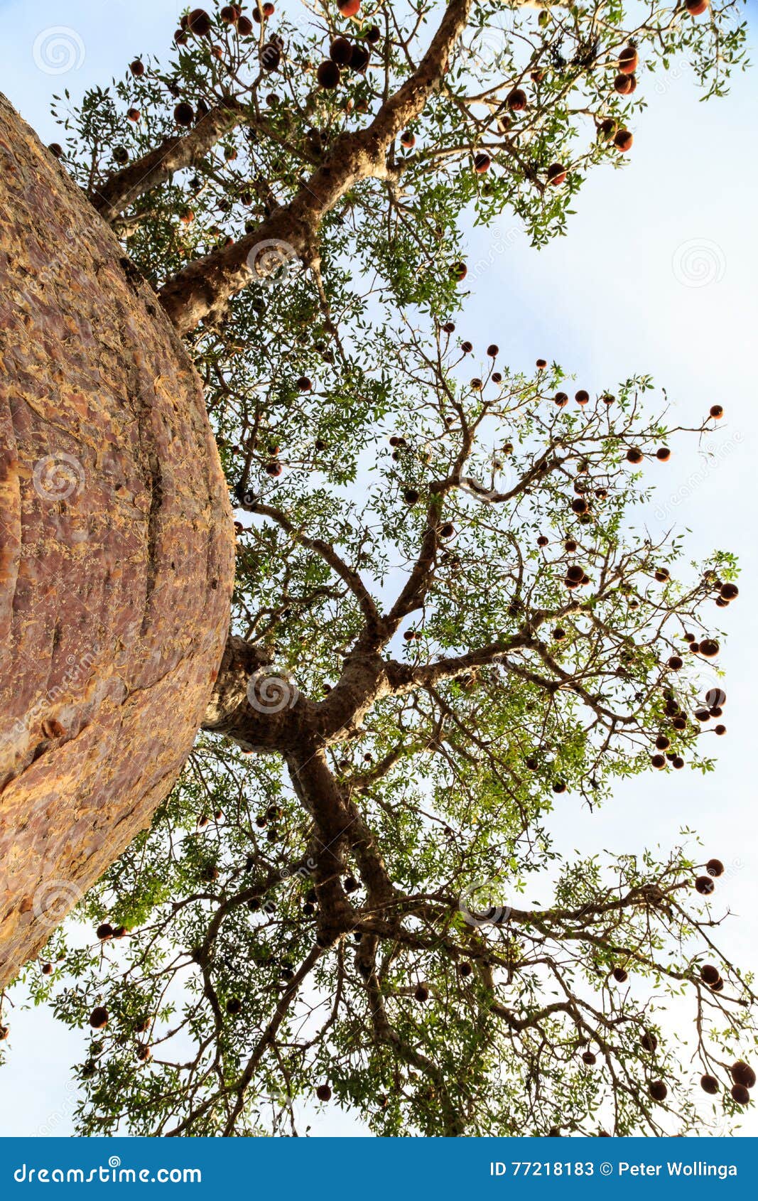 Baobab Tree Seen from Below Looking Up To the Branches Stock Image ...