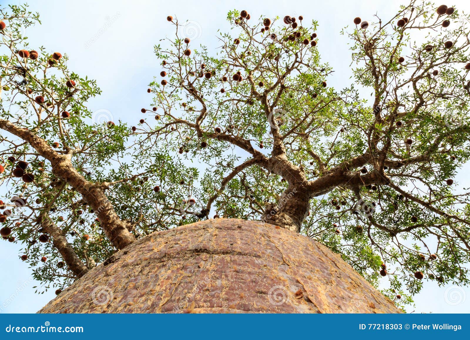 Baobab Tree Seen from Below Looking Up To the Branches Stock Image ...