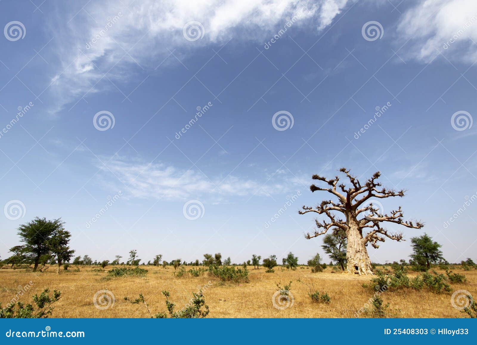 Baobab Tree in Senegal stock image. Image of wilderness - 25408303
