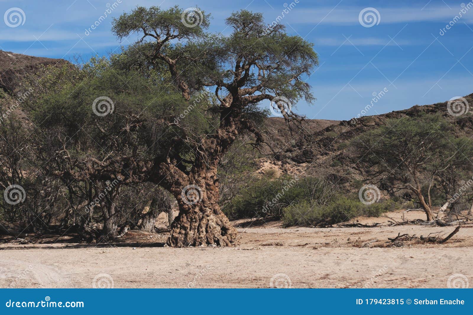 Baobab tree in shrubland stock image. Image of shrublands - 179423815