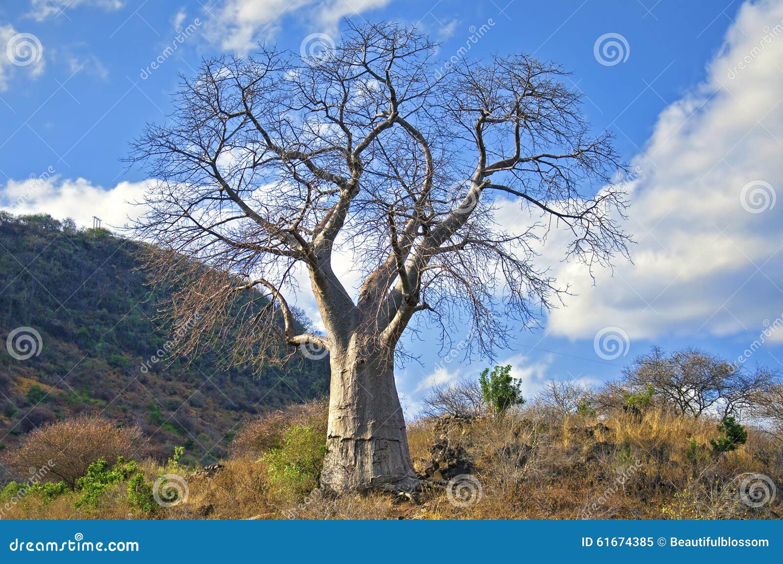 Baobab tree stock image. Image of forest, nature, namibia - 61674385