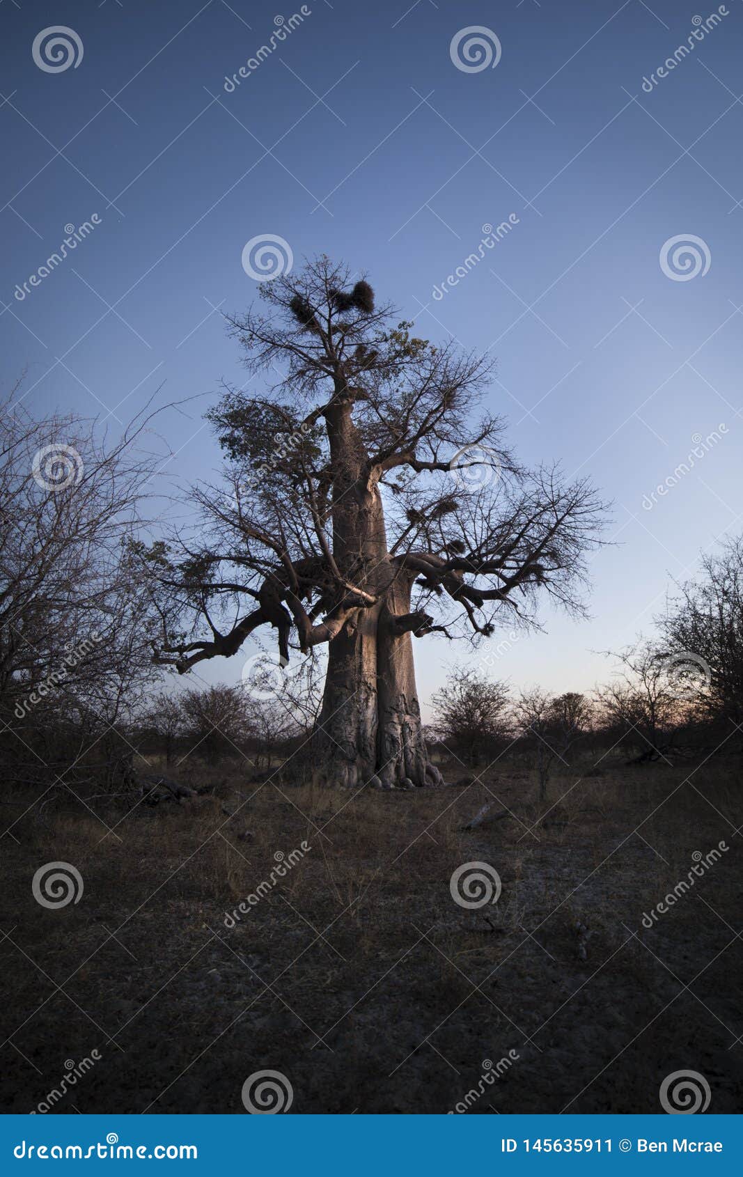 Baobab tree at sunset stock image. Image of mapungubwe - 145635911
