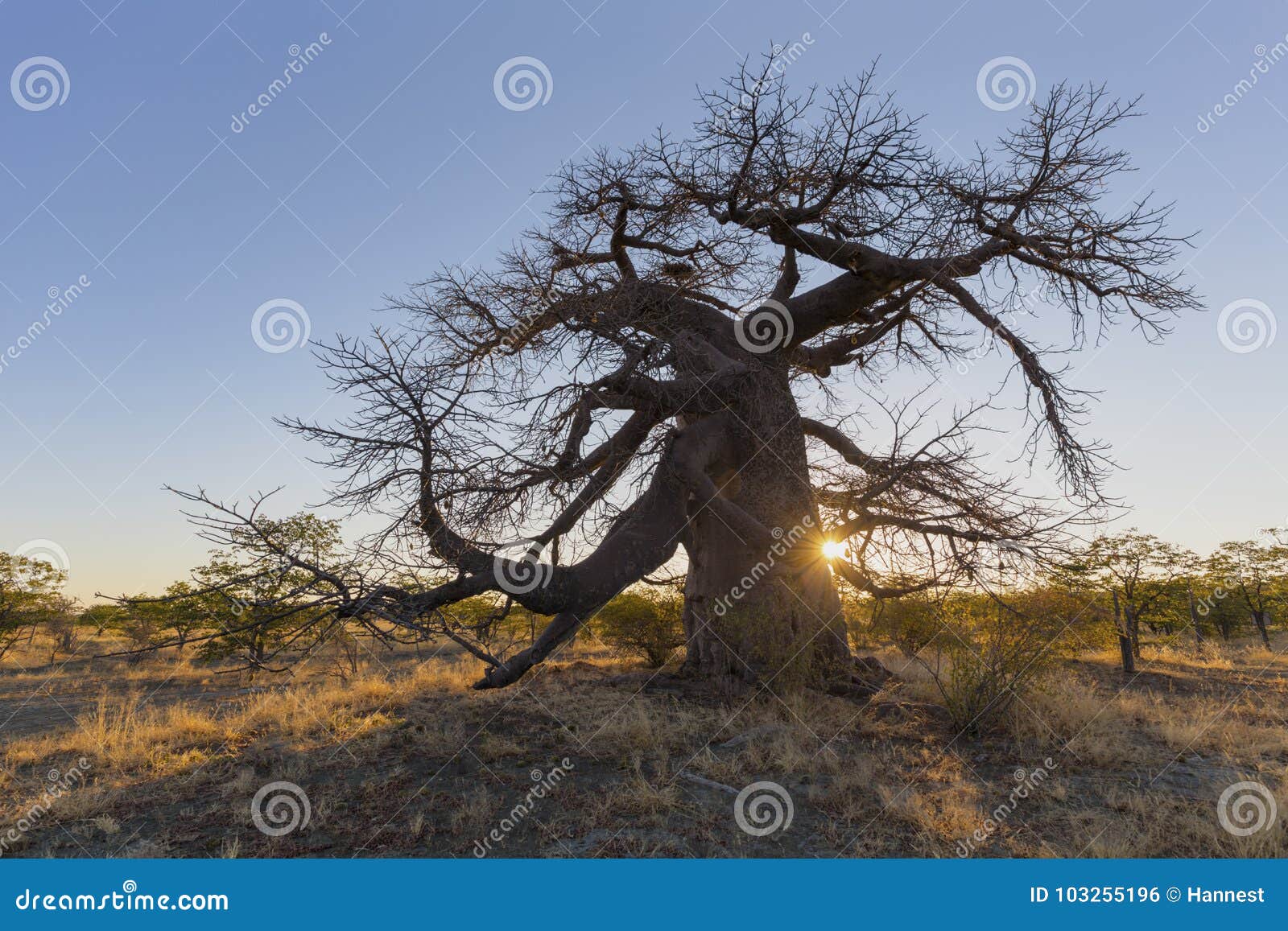 Baobab tree at sunset stock photo. Image of makgadikgadi - 103255196