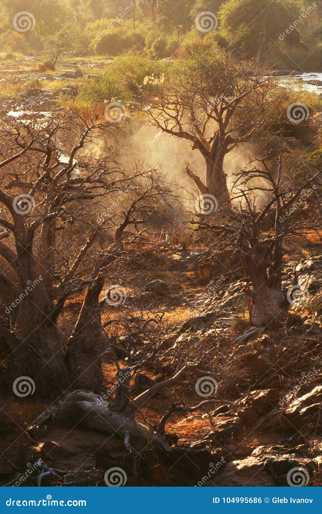 Baobab tree in namibia stock photo. Image of forest - 104995686