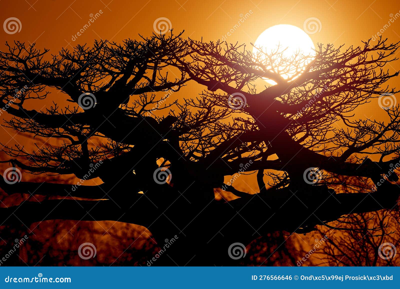Baobab Tree Sunset with Sun. Orange Madagascar Landscape Stock Photo ...