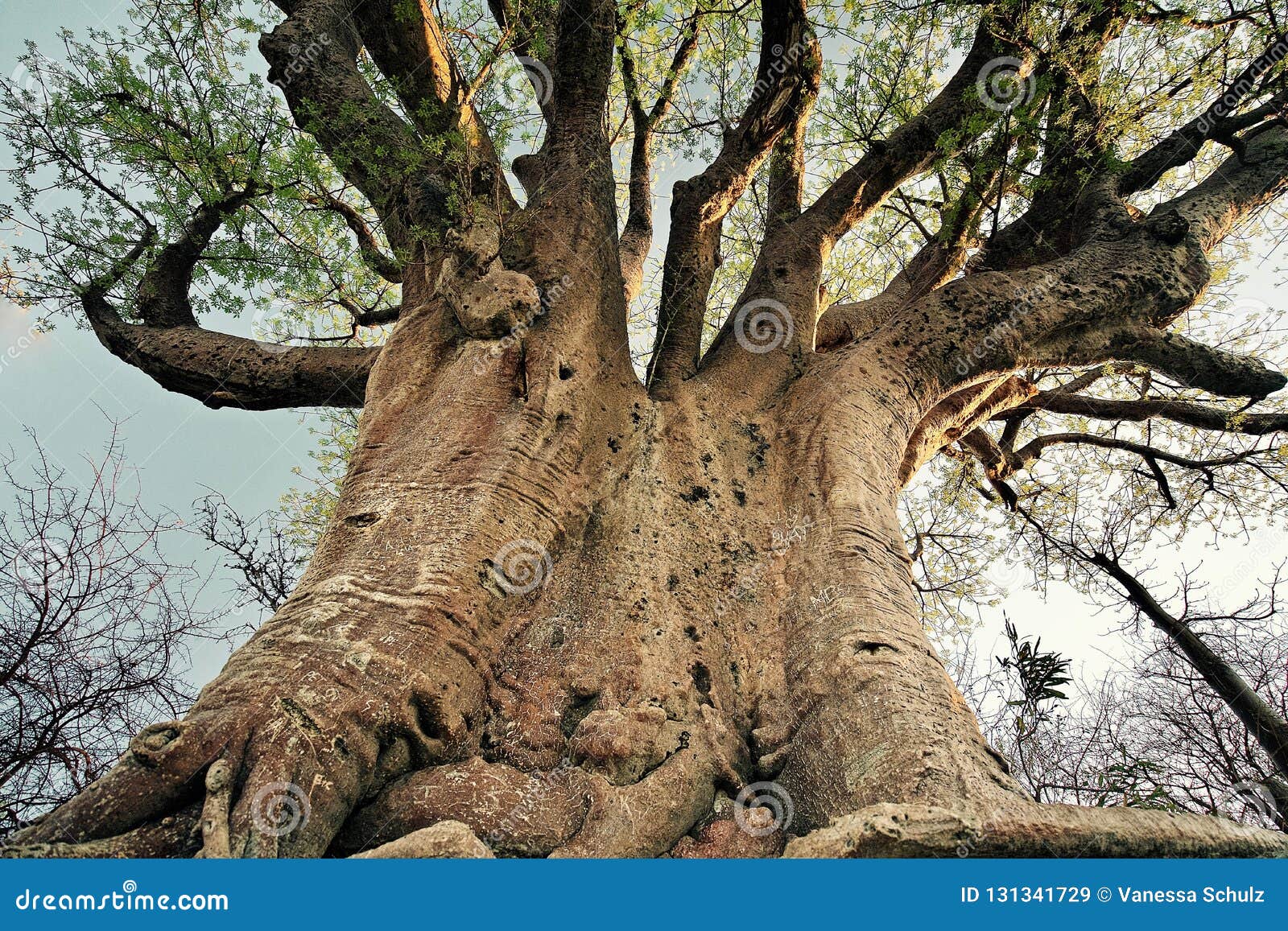 Baobab tree trunk stock image. Image of baobab, salt - 131341729