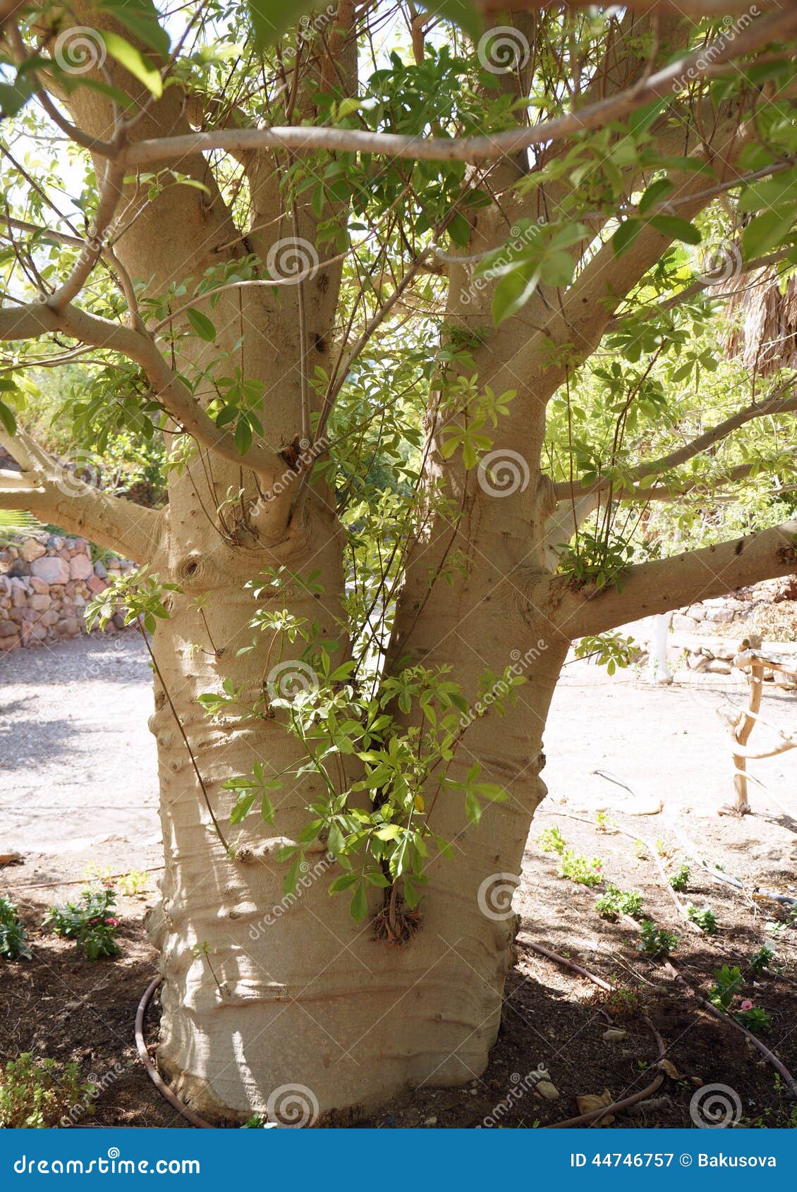 Baobab tree trunk stock image. Image of land, baobab - 44746757