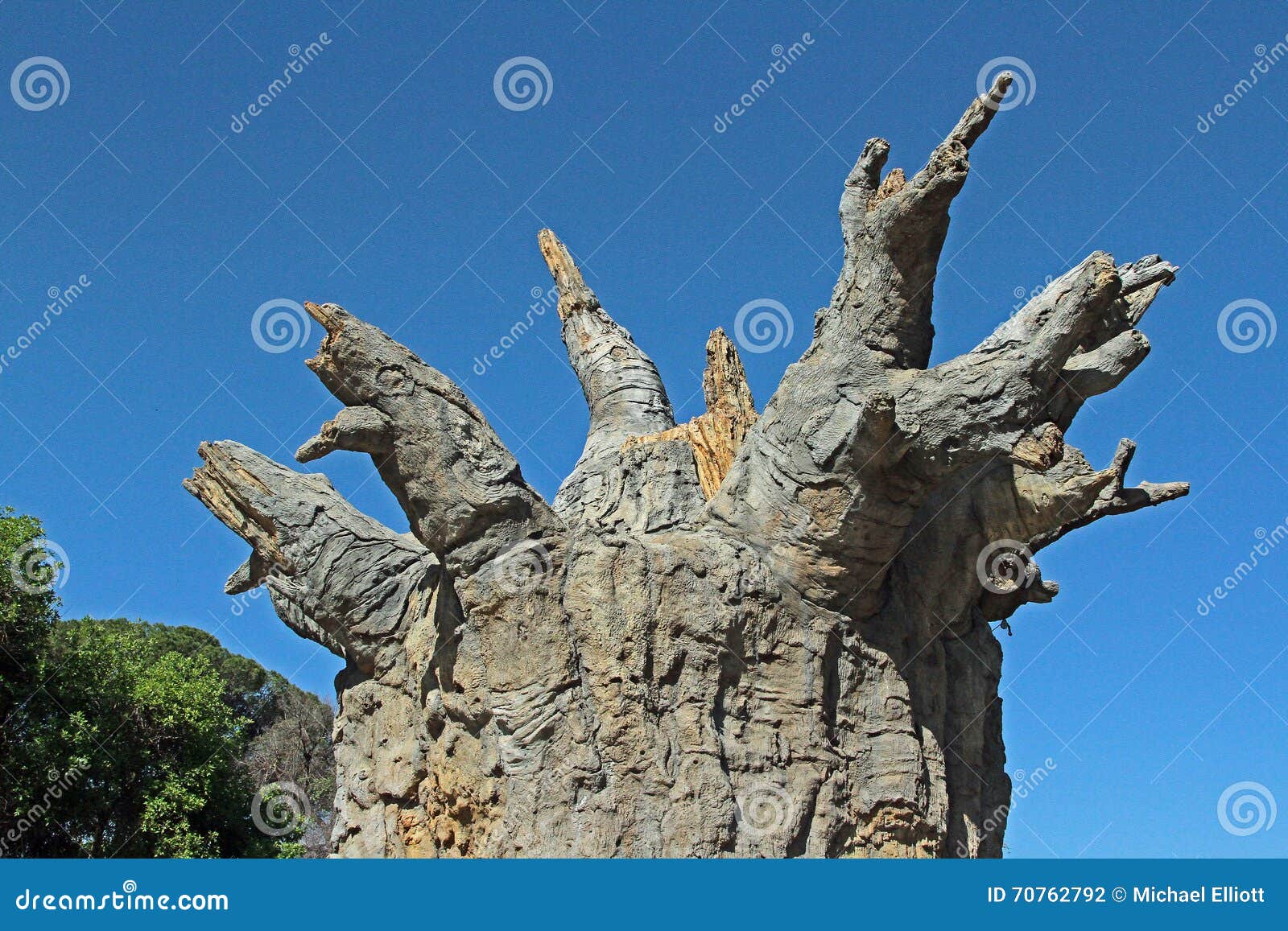 Baobab Tree stock photo. Image of hollow, tree, texture - 70762792