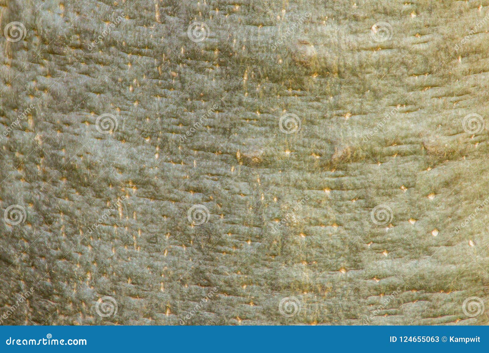 Baobab Tree Trunk Texture Background. Abstract Pattern On Bark Of The ... Baobab Tree Trunk Texture Background. Abstract Pattern On Bark Of The ...