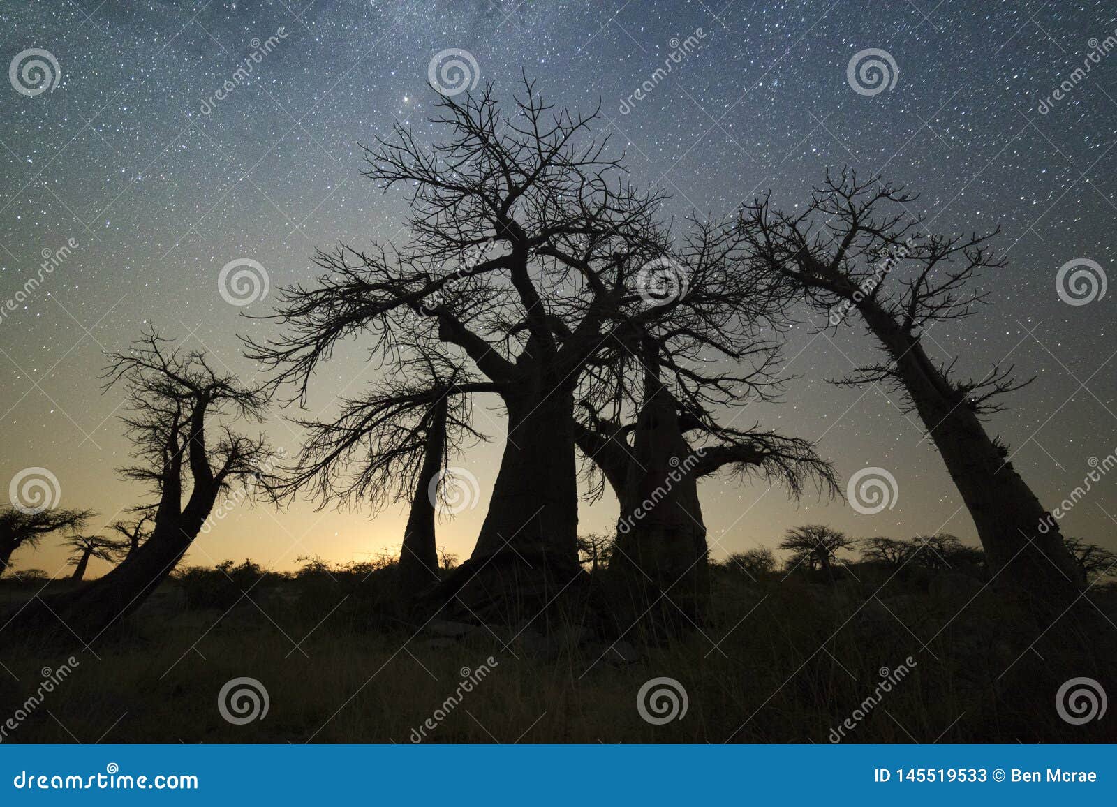 Baobab Tree Under the Milky Way Stock Image - Image of tree, campsite ...